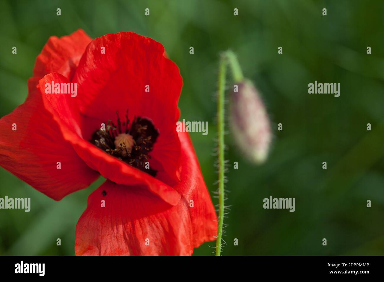Close up poppy seeds Stock Photo - Alamy