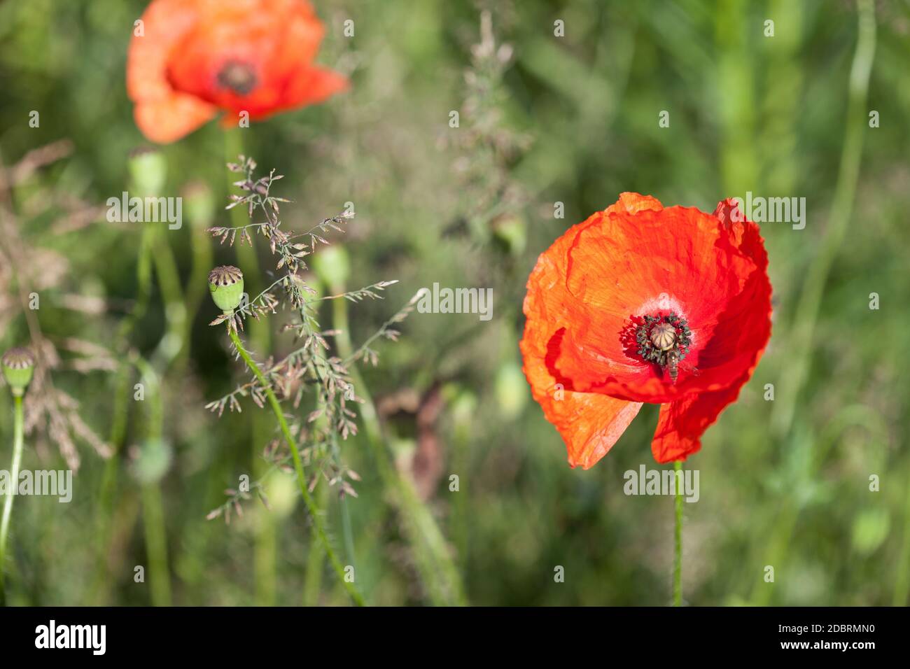 Field of Poppies Stock Photo - Alamy