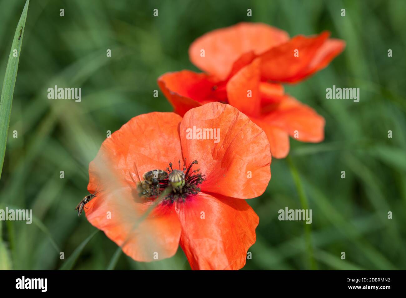 Close up poppy seeds Stock Photo - Alamy