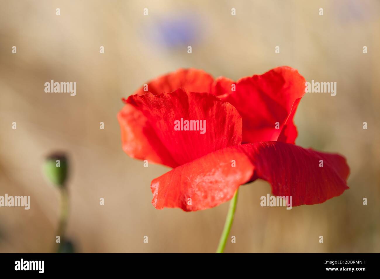 Close up poppy hi-res stock photography and images - Alamy