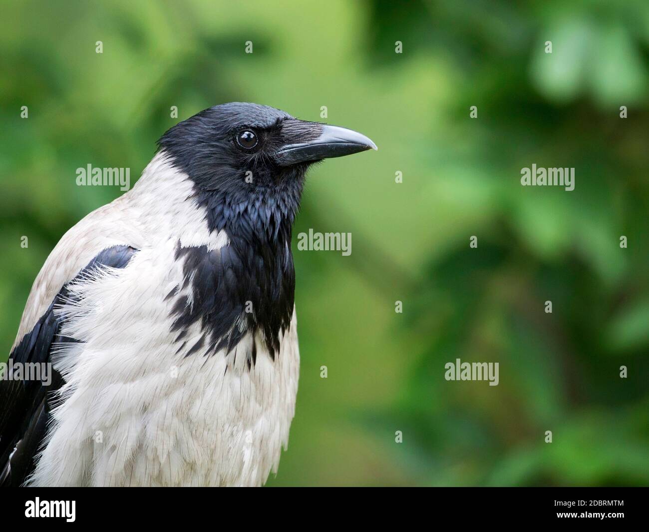 Hooded crow a portrait Stock Photo - Alamy