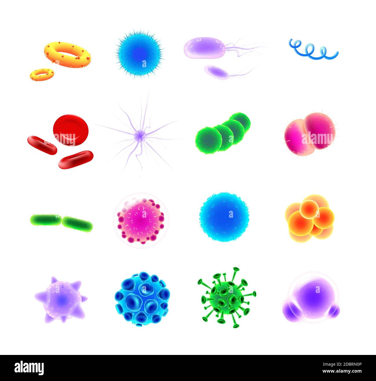 Spiral bacteria Cut Out Stock Images & Pictures - Alamy