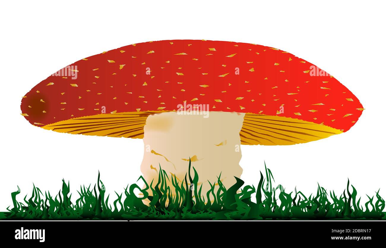 Large flat toadstool isolated on a white background Stock Photo - Alamy