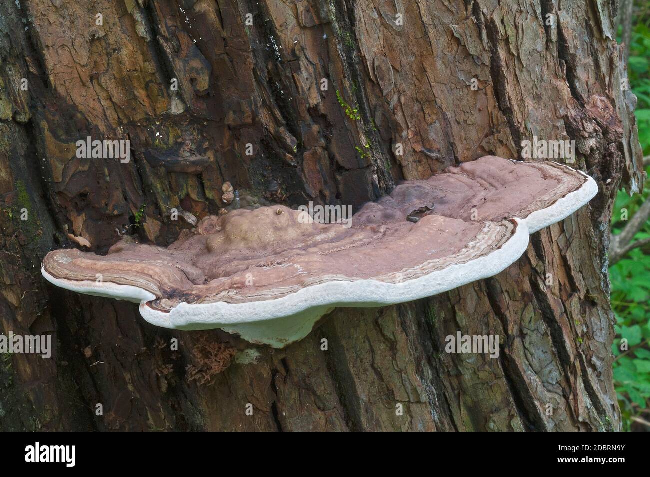 Artist's conk fungus (Ganoderma applanatum). Called Artist's bracket ...