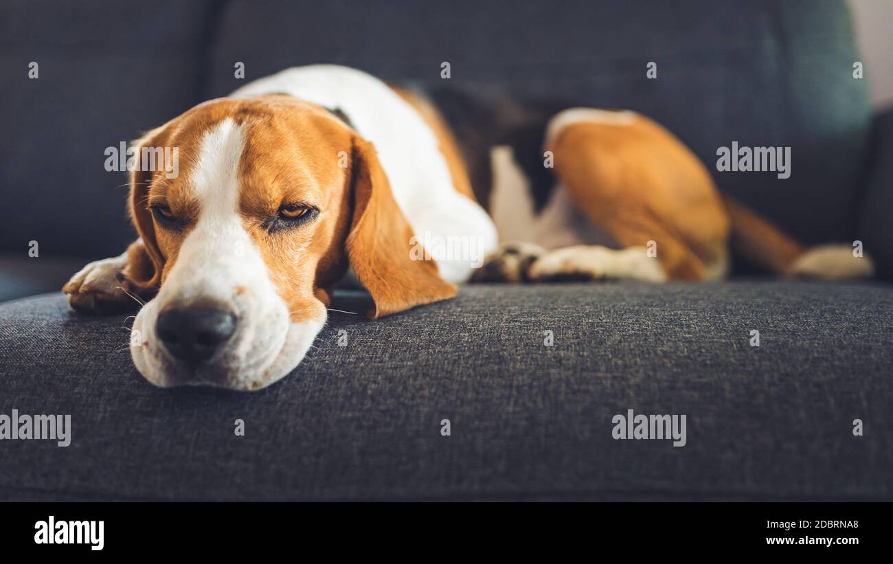 Beagle dog lying on the sofa. Pets on furniture concept Stock Photo - Alamy