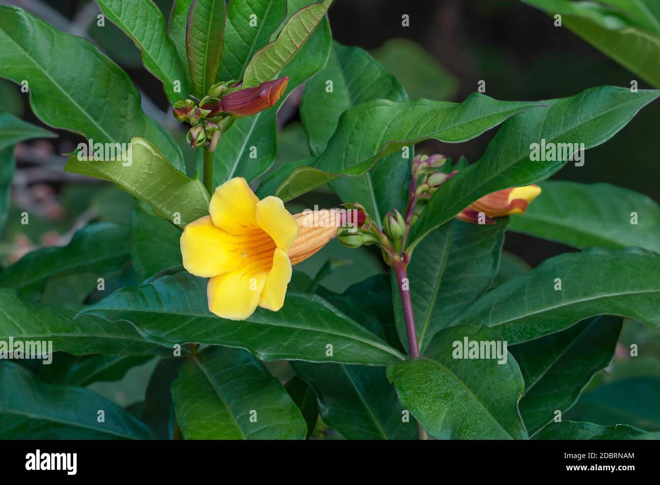 Bush Allamanda (Allamanda schottii Stock Photo - Alamy