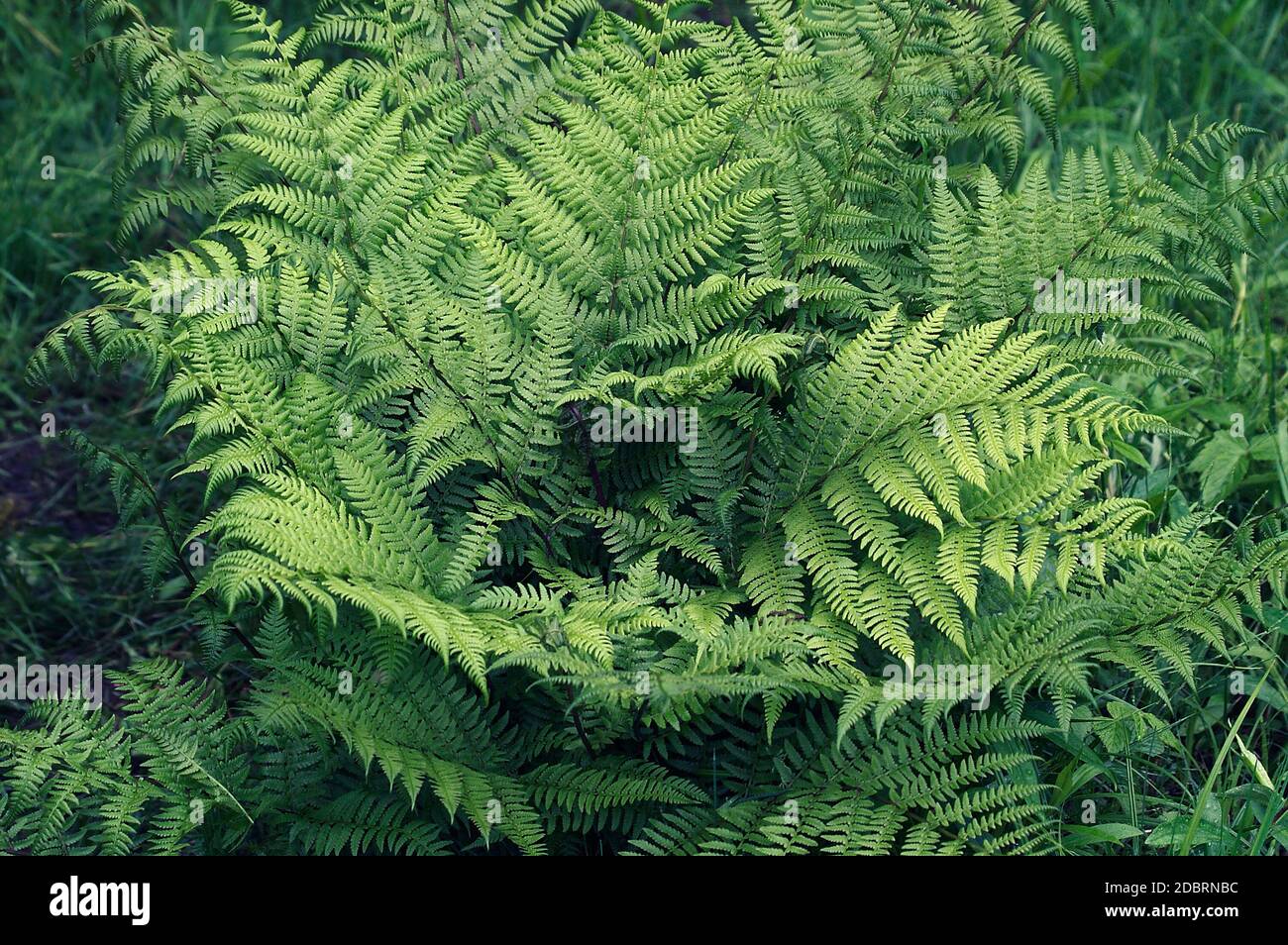 Ladyfern hi-res stock photography and images - Alamy