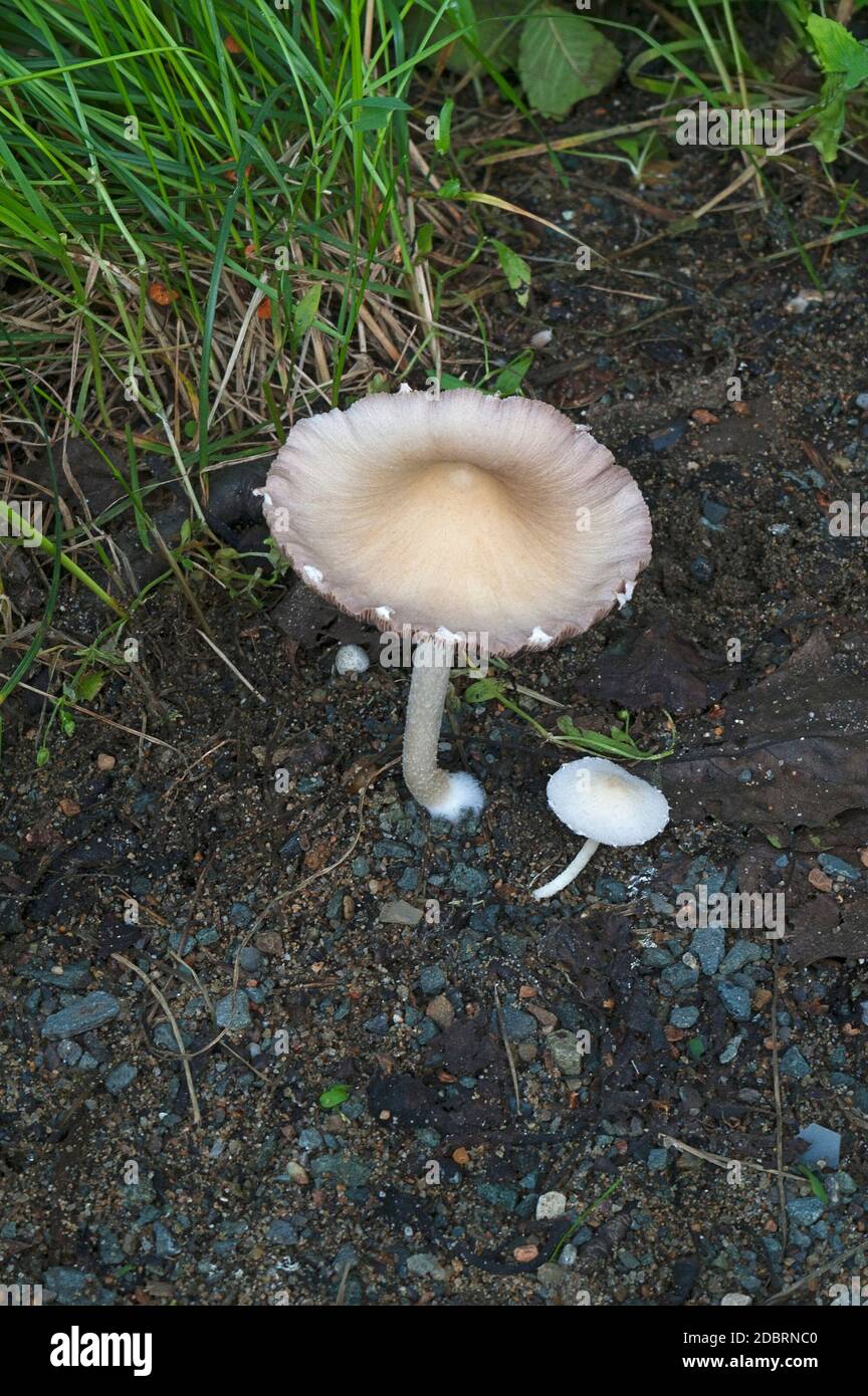 Pale brittlestem hi-res stock photography and images - Alamy