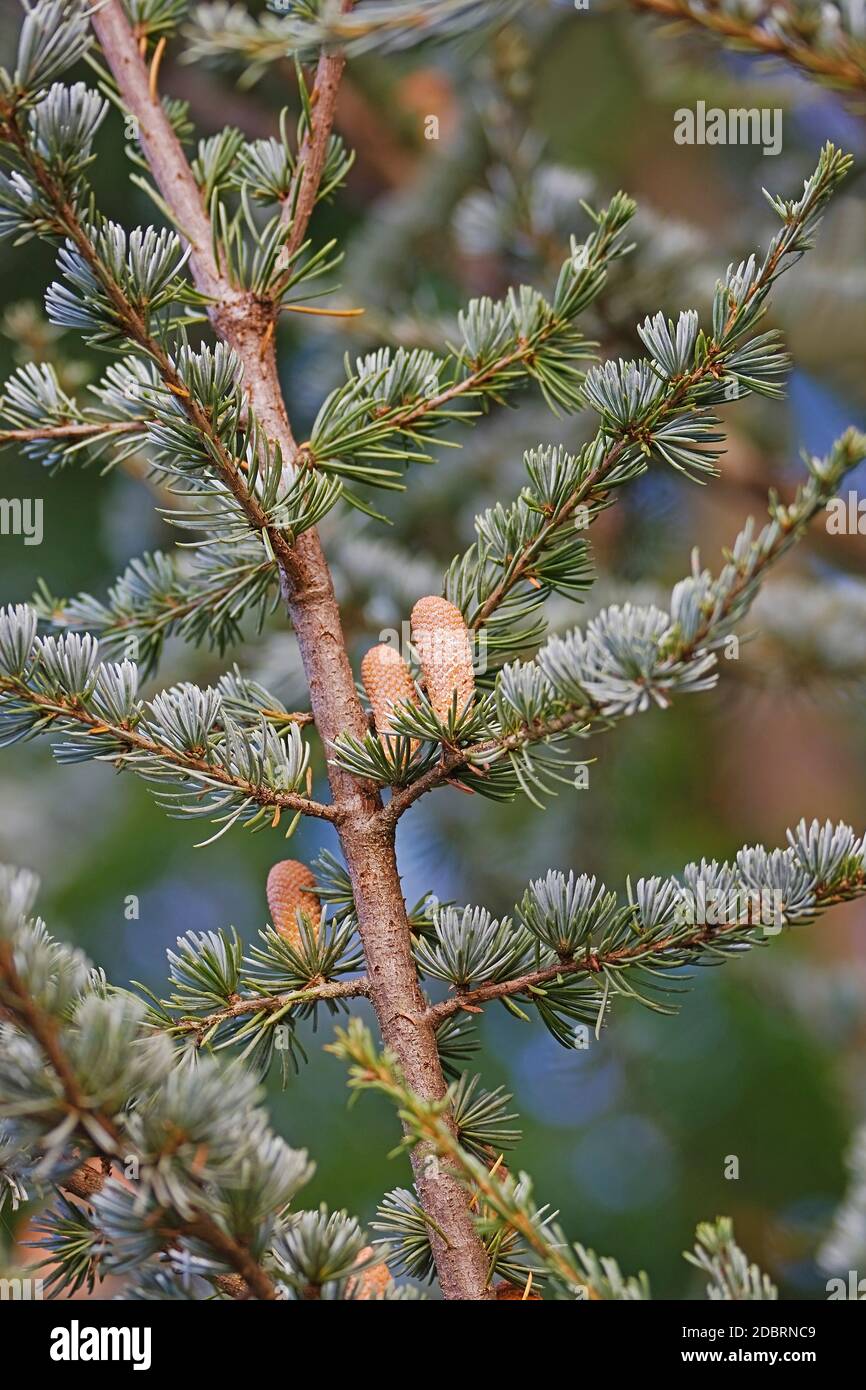 Atlas cedar (Cedrus atlantica). Another scientific name is Cedrus libani atlantica Stock Photo ...