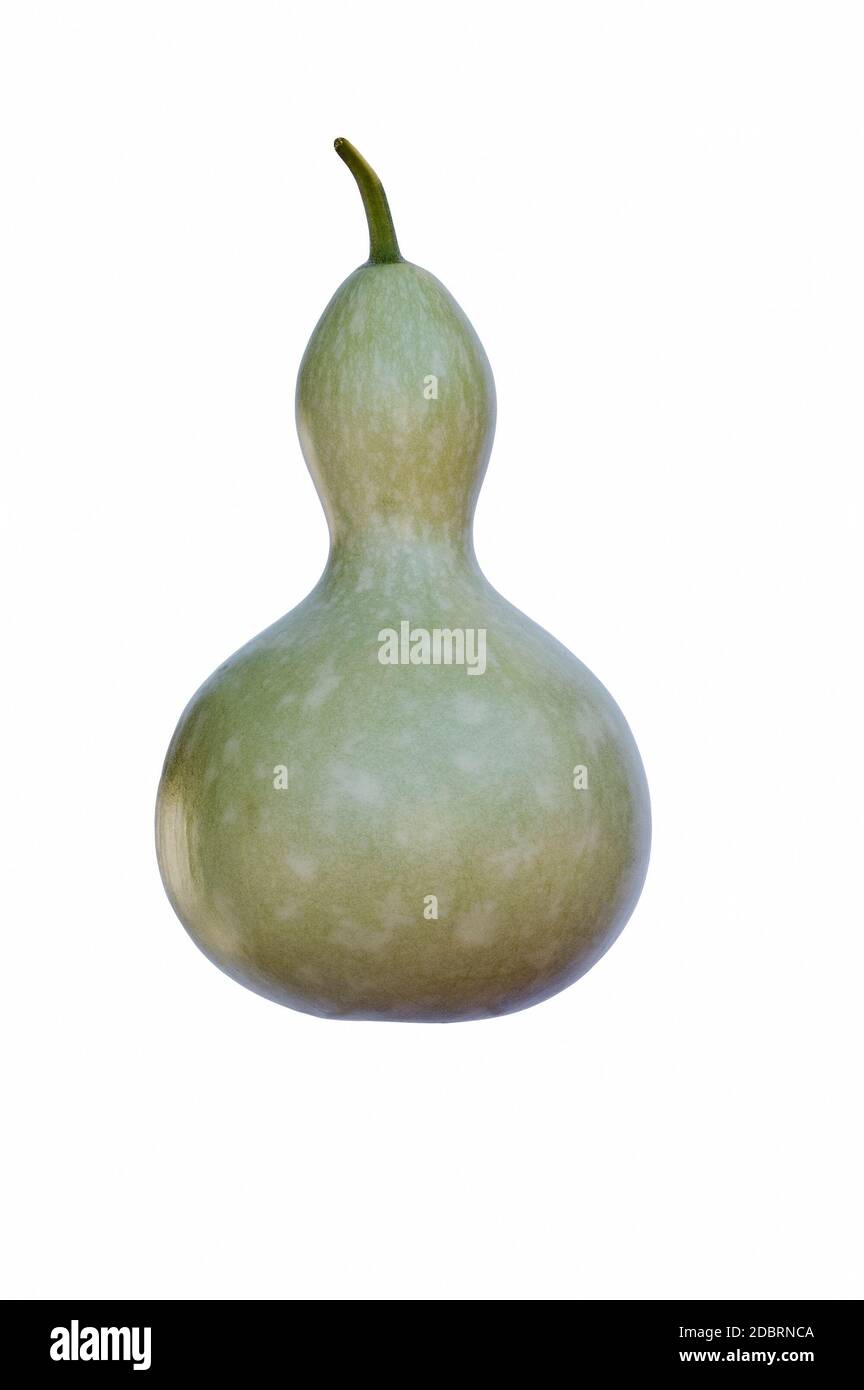 Bottle gourd lagenaria siceraria hi-res stock photography and images ...