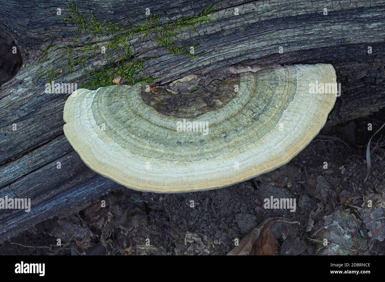 Muhroom hi-res stock photography and images - Alamy