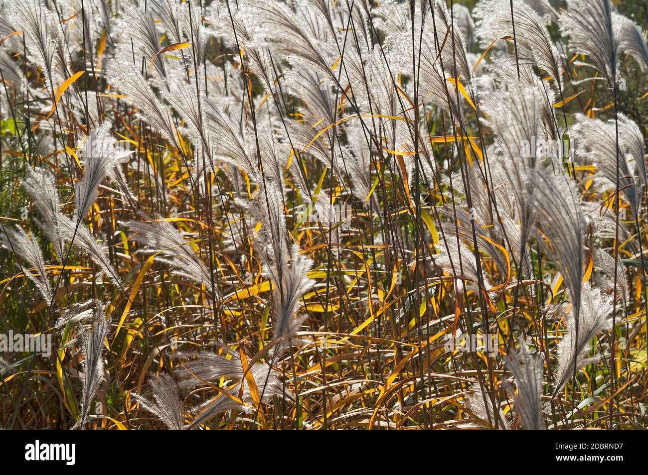 Amur silver grass (Miscanthus sacchariflorus). Called Japanese silver ...