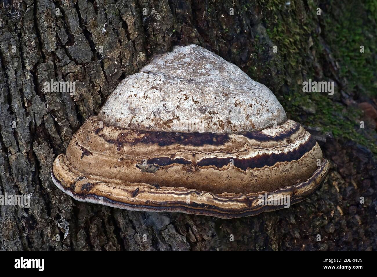 Artist’s conk fungus (Ganoderma applanatum). Called Artist’s bracket ...