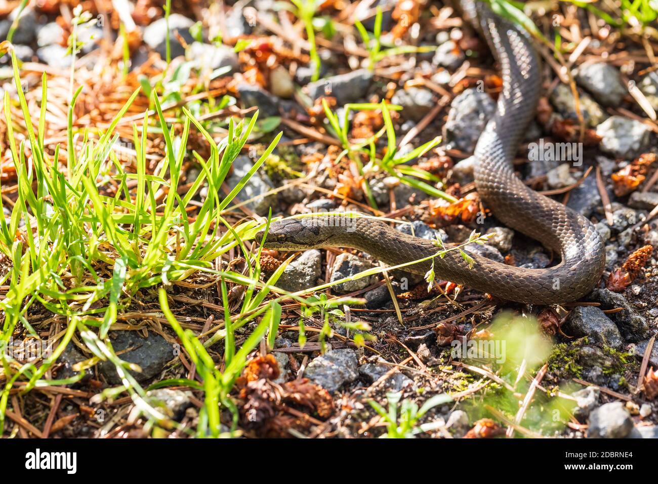 Non venomous Smooth snake, Coronella austriaca crawling on the ground ...