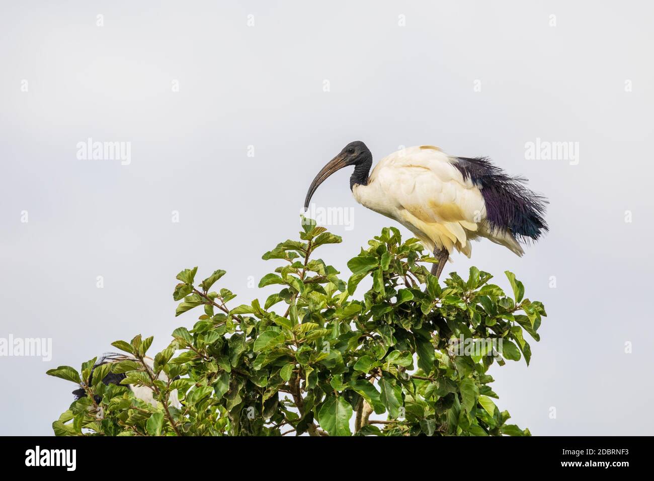 The African Sacred Ibis on pond. Threskiornis aethiopicus. Common bird ...