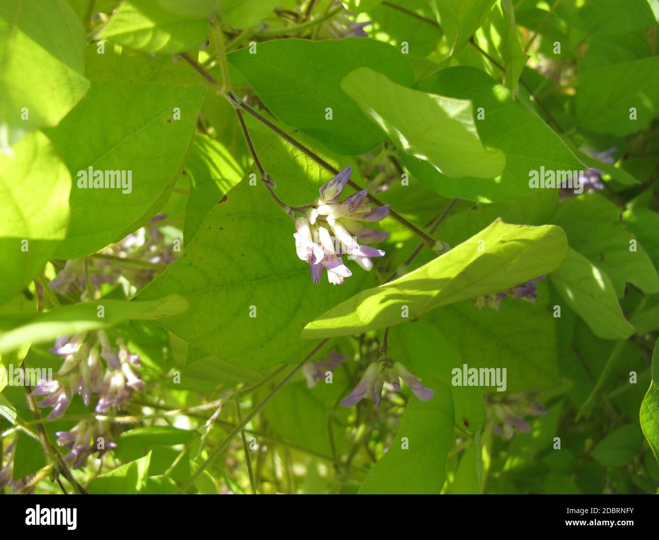 Indian potato apios hi-res stock photography and images - Alamy