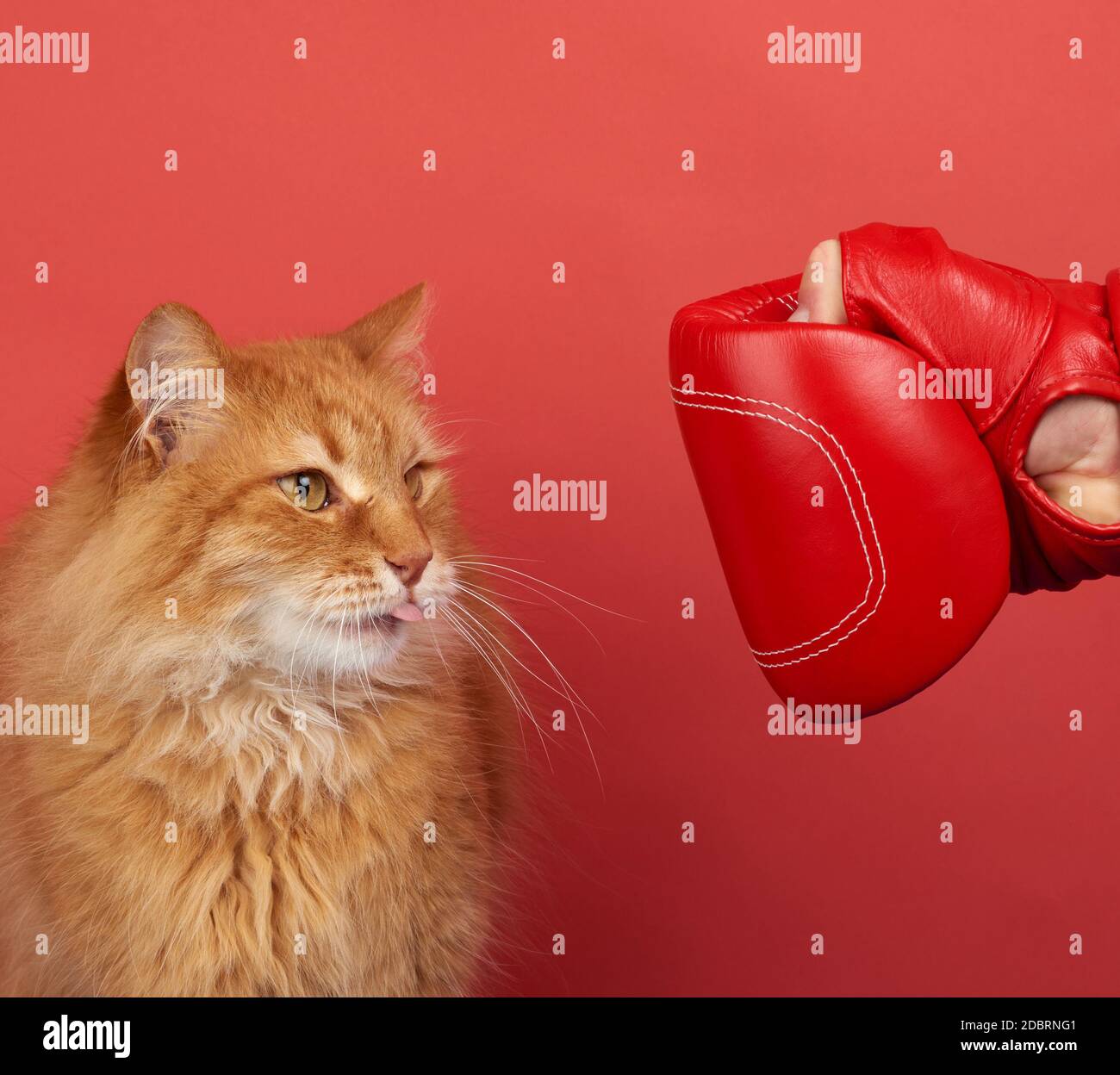 adult red cat fights with a red boxing glove. Funny and playful animal ...