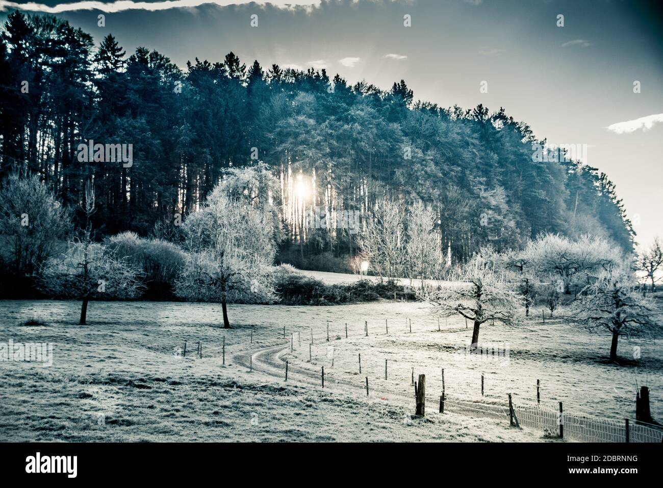 Rising sun on a winter morning with trees and road Stock Photo - Alamy