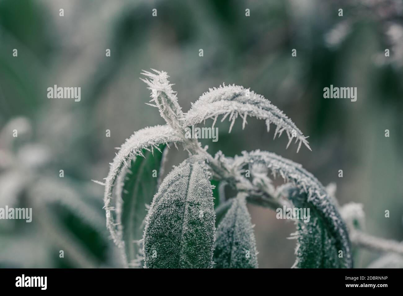 Frosted plant hi-res stock photography and images - Alamy