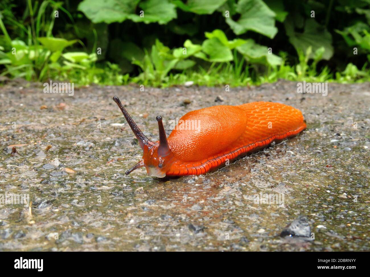 Rufus the red hi-res stock photography and images - Alamy