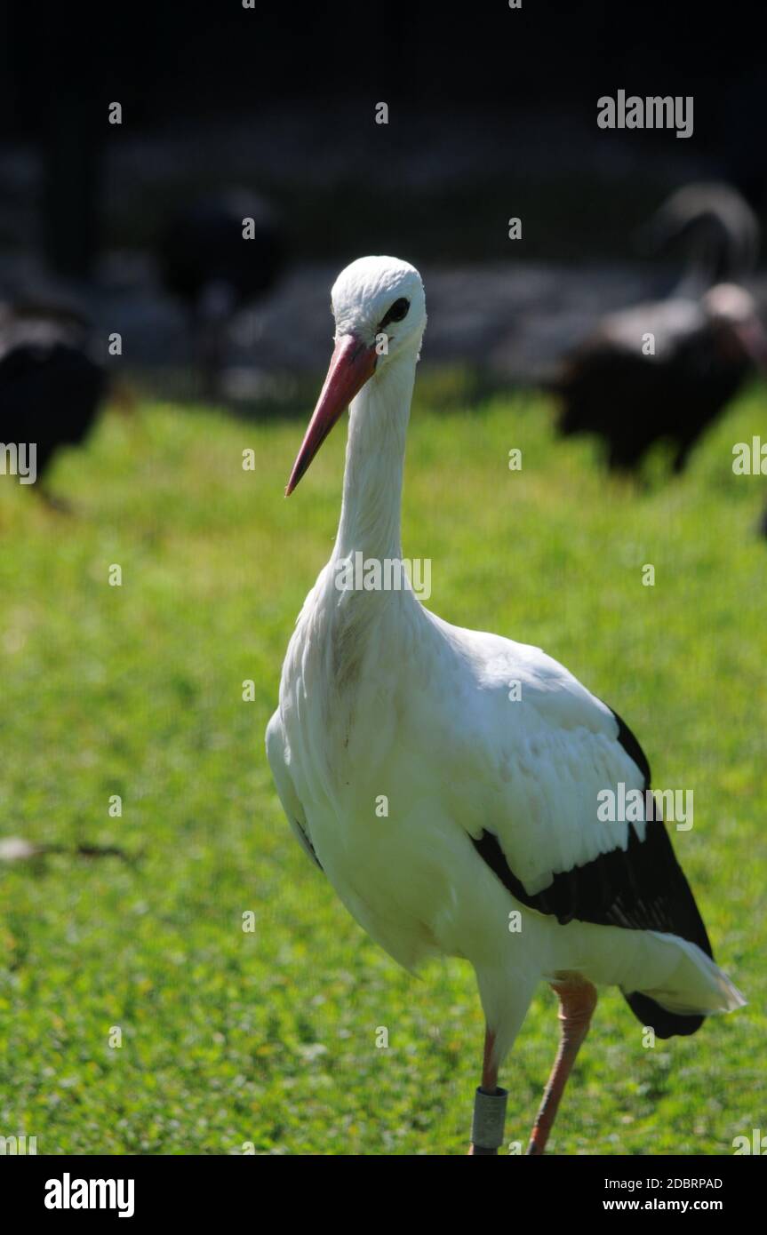 Live stork in a nature park Stock Photo - Alamy