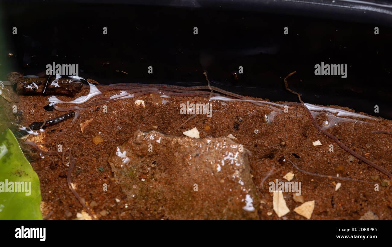 Brazilian Adult Earthworms of the Family Lumbricidae Stock Photo - Alamy