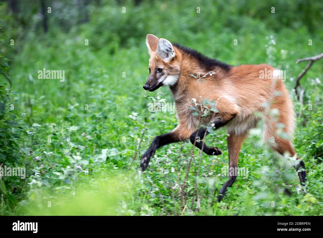 Red Maned Wolf High Resolution Stock Photography and Images - Alamy