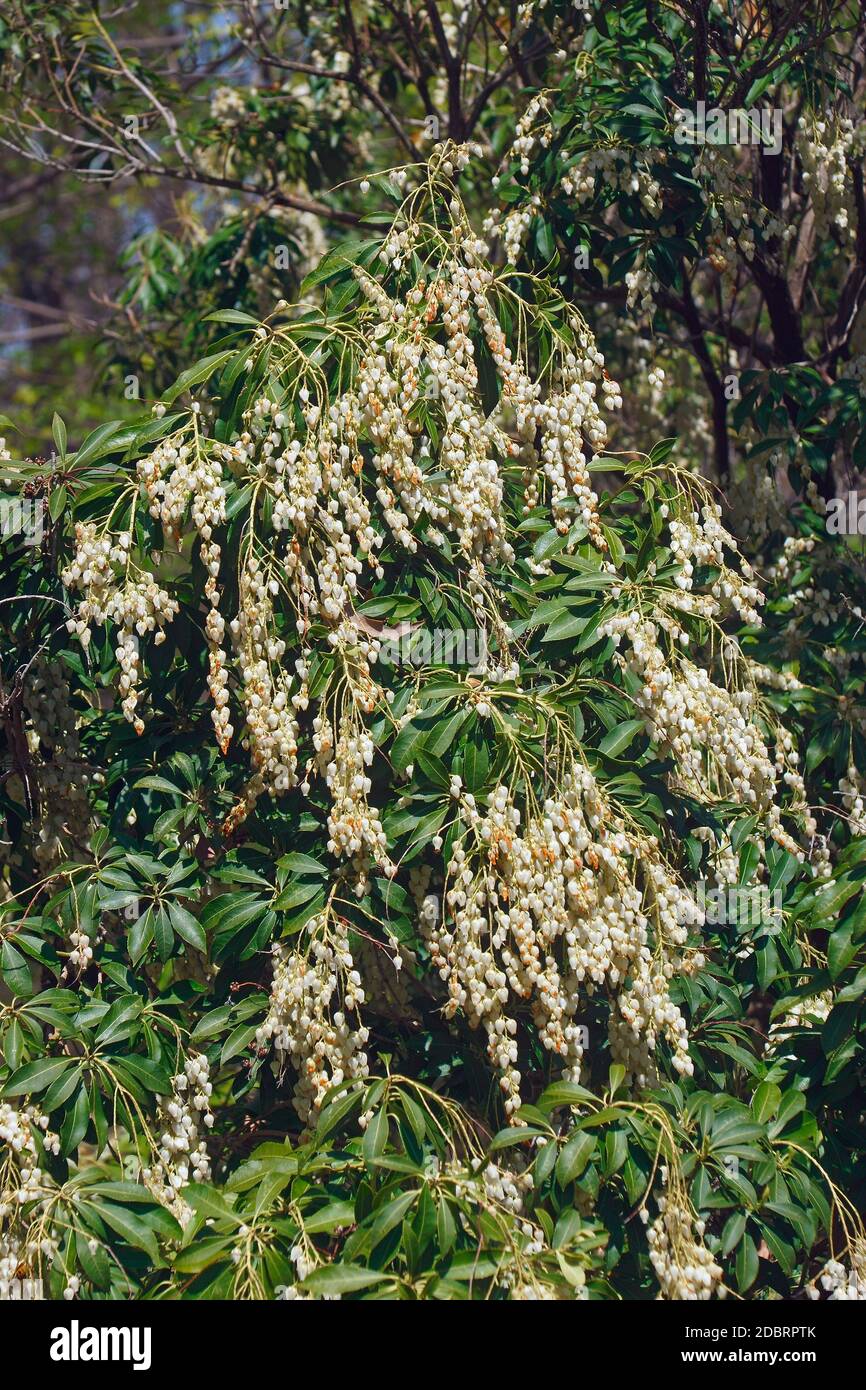Japanese andromeda (Pieris japonica). Called Japanese pieris also Stock ...