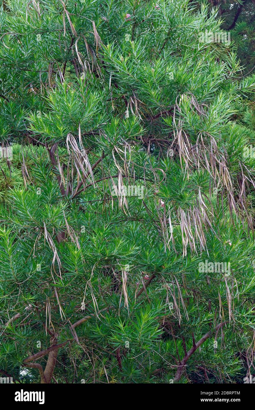 Desert willow tree (Chilopsis linearis Stock Photo - Alamy