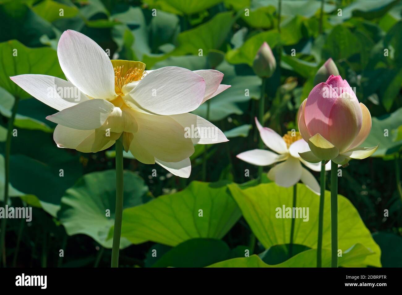 Sacred lotus (Nelumbo nucifera). Called Indian Lotus, Bean of India and ...