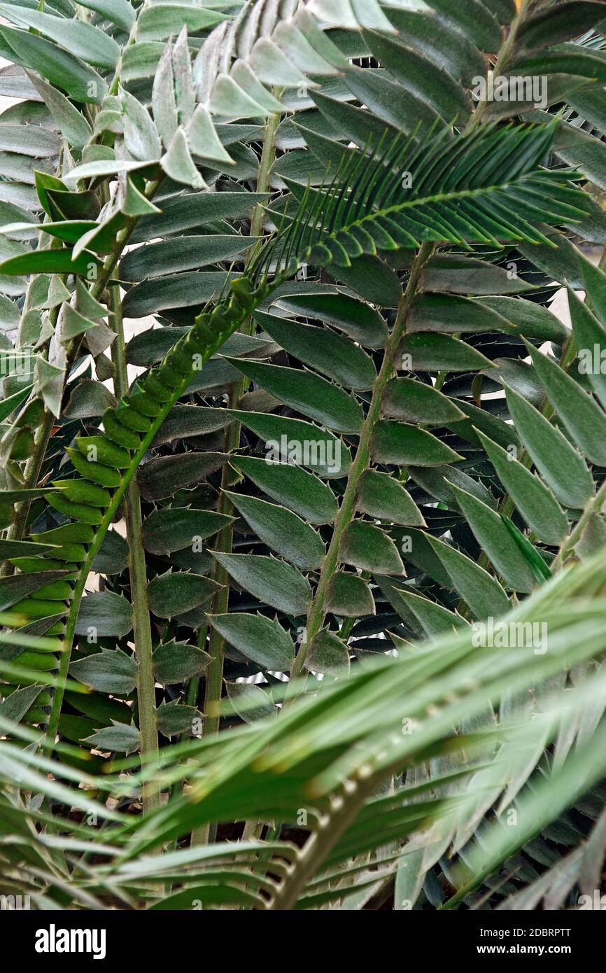 Modjadji palm hi-res stock photography and images - Alamy