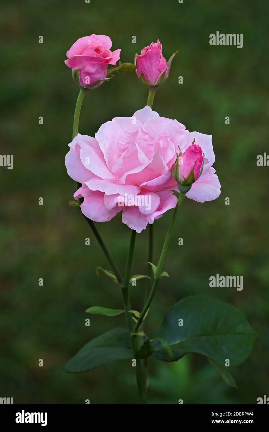 Hybrid rose (Rosax Stock Photo - Alamy