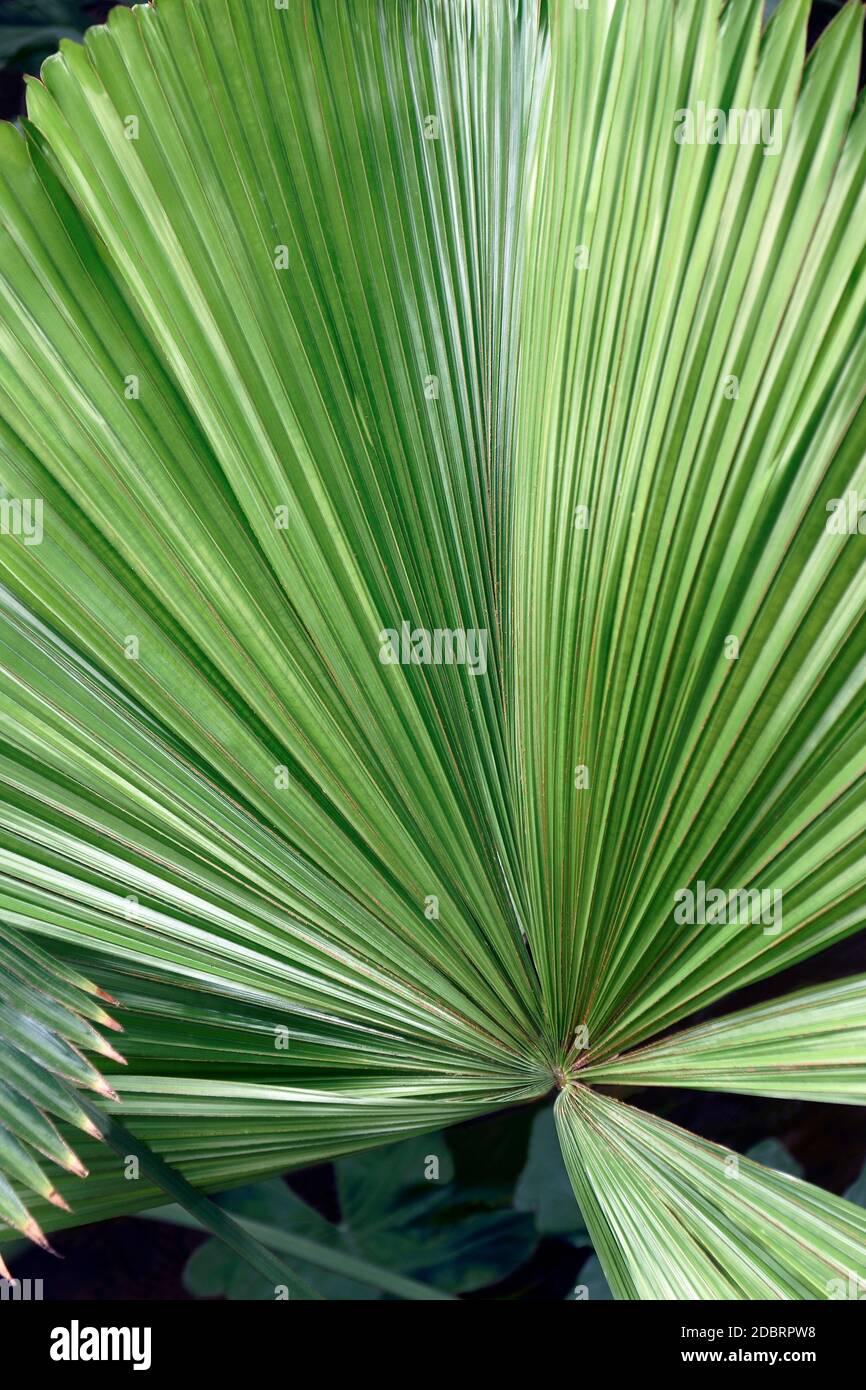 Australian fan palm (Licuala ramsayi). Called Queensland also Stock ...