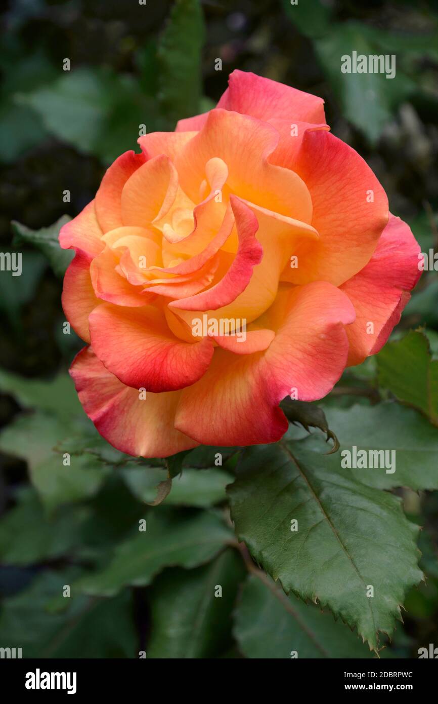 Hybrid rose flower (Rosa Stock Photo - Alamy