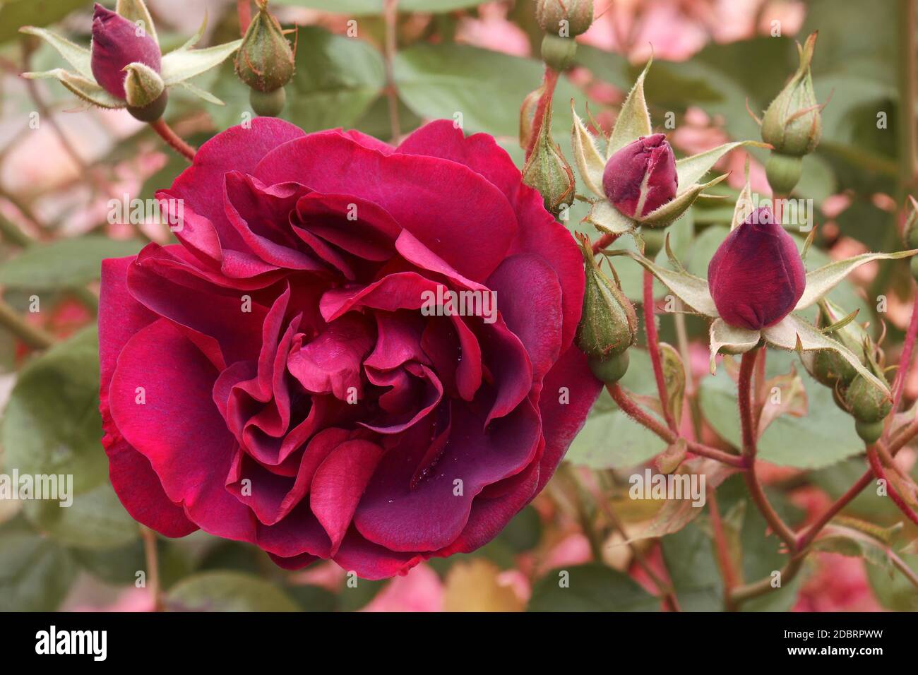 Hybrid rose flower (Rosa Stock Photo - Alamy