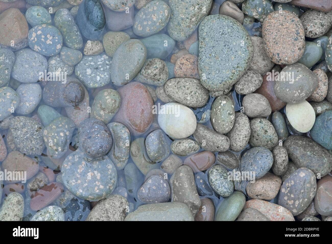 3 - Various sizes of pebbles with a small coating of algae are half ...