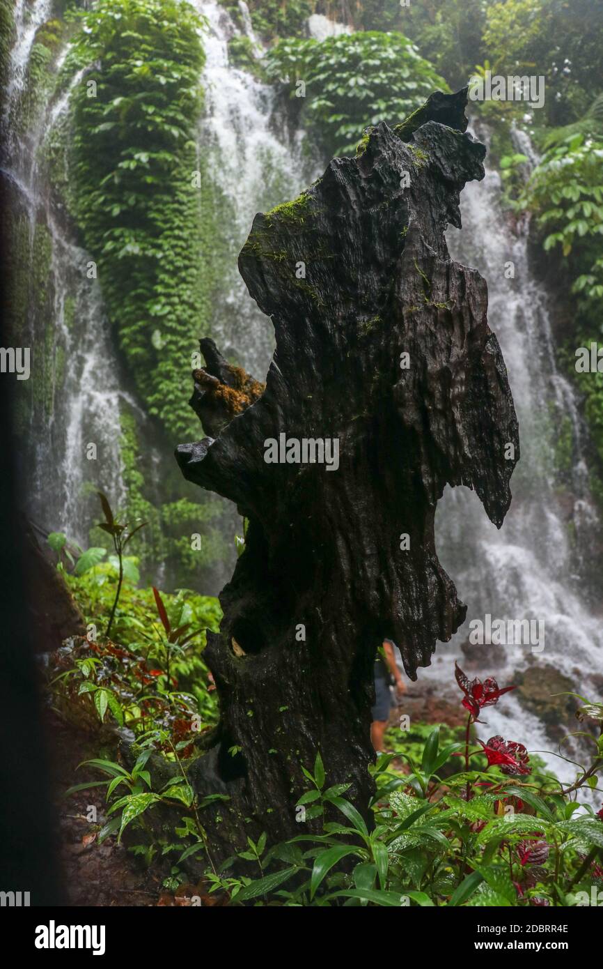 Old stump at Amertha Hidden Spray Waterfall. Water splash from ...