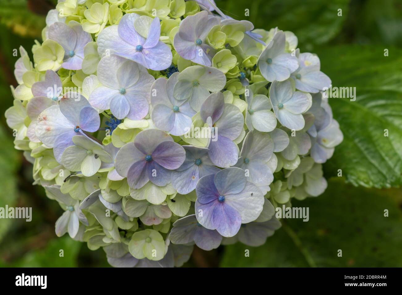 Close-up of blooming blue hydrangea flower against dark green leaves ...