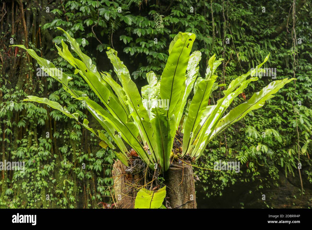 Asplenium nidus Epiphyte leaves close up. Soft focus green leaves of ...