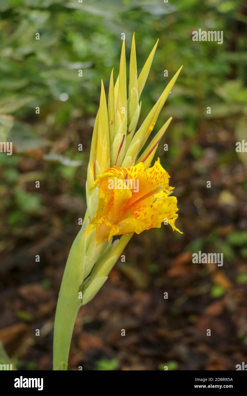 African arrowroot hi-res stock photography and images - Alamy