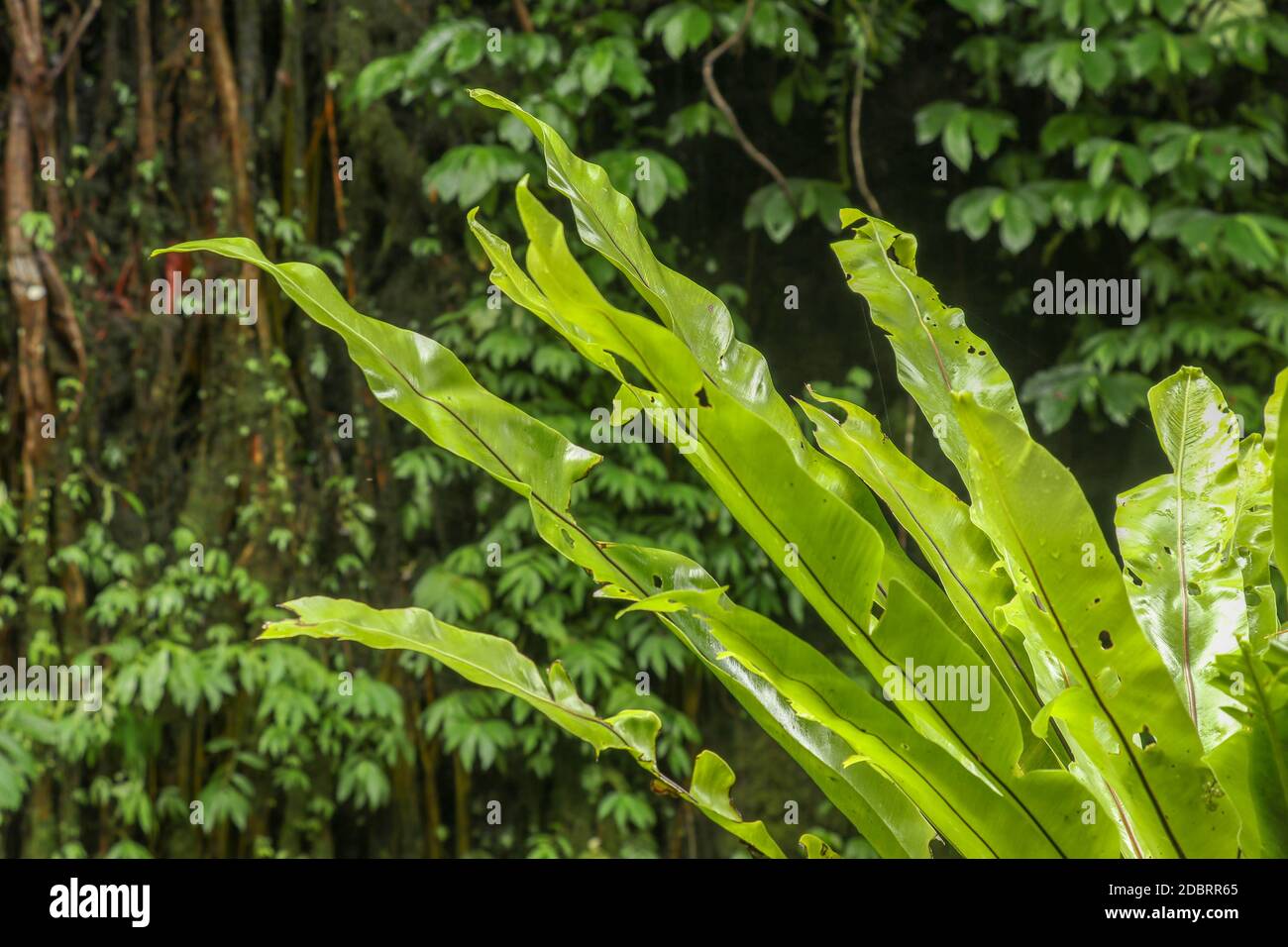 Asplenium nidus Epiphyte leaves close up. Soft focus green leaves of ...