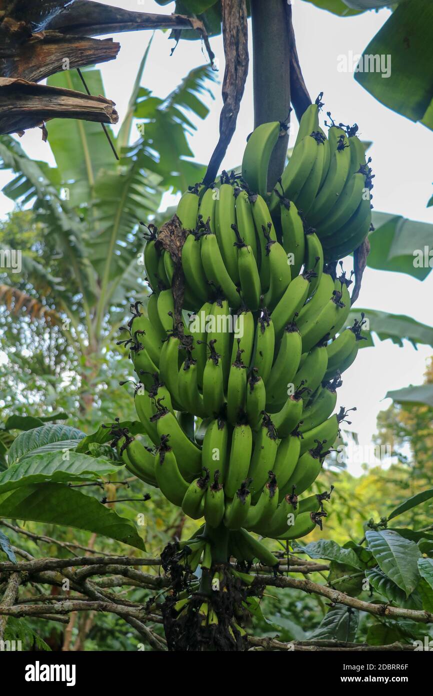 A bunch of green bananas ripens on a palm tree in a tropical garden on ...