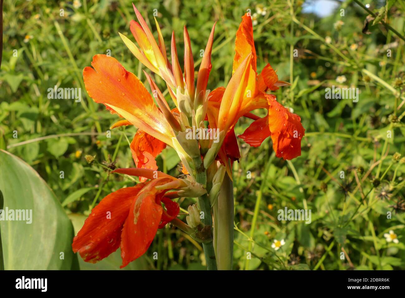 Lucifer canna lily hi-res stock photography and images - Alamy