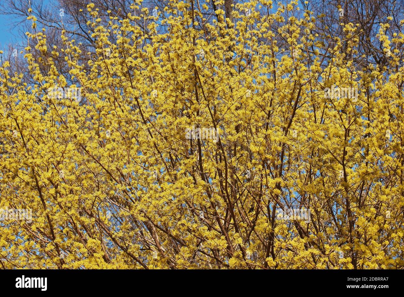 Spring Glow Cornelian cherry dogwood (Cornus mas Spring Glow Stock ...