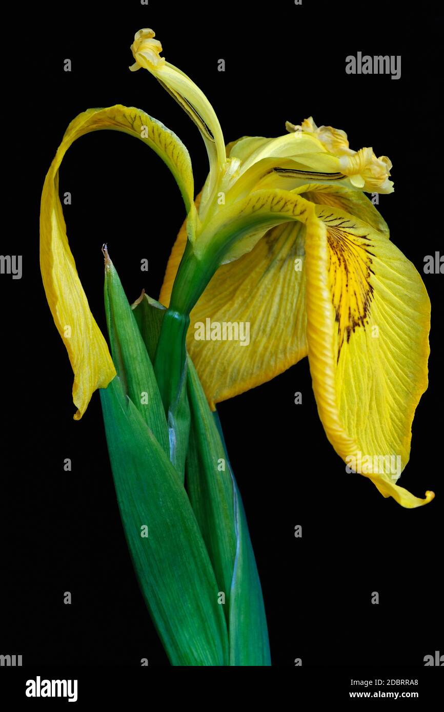 Maackii High Resolution Stock Photography and Images - Alamy