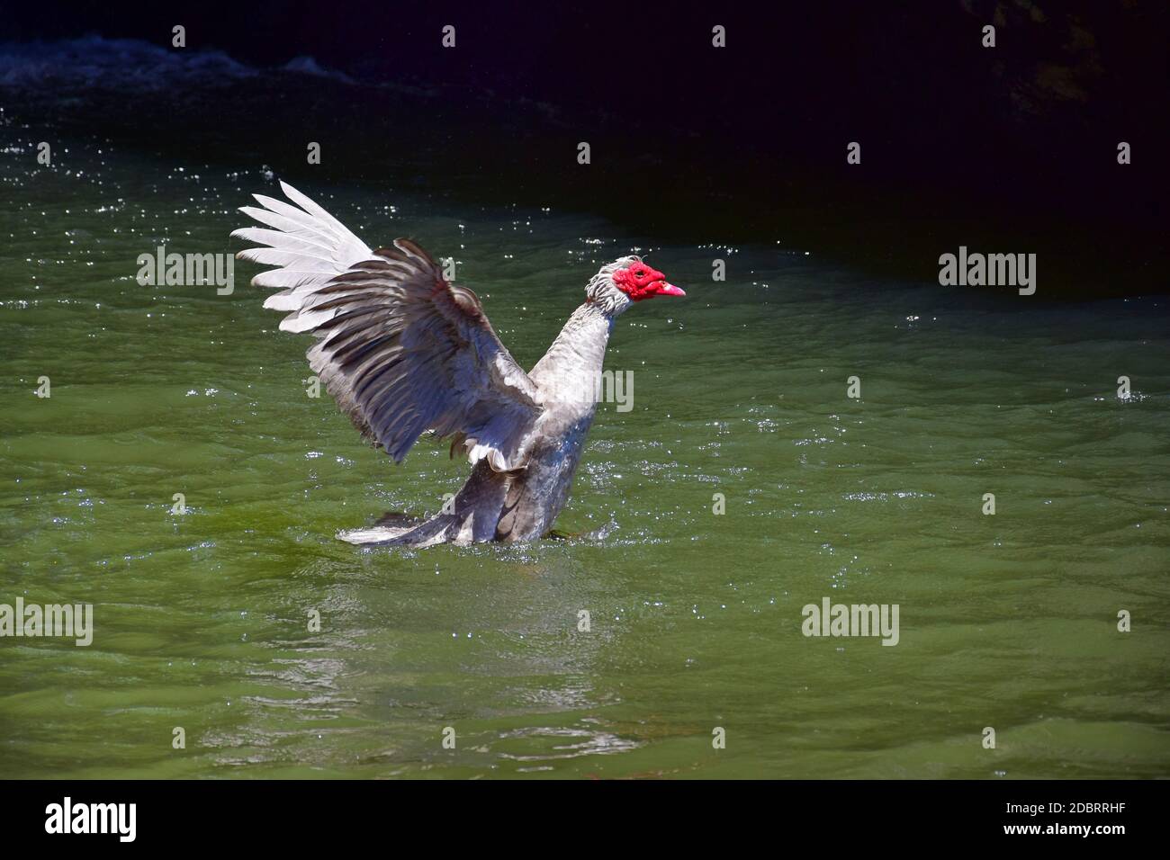 A domestic muscovy duck (Cairina moschata domestica), taking a bath in ...
