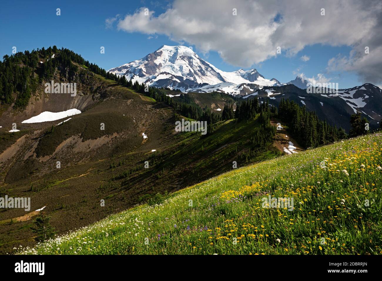 WA18202-00...WASHINGTON - Wildflower covered hillside along Skyline ...