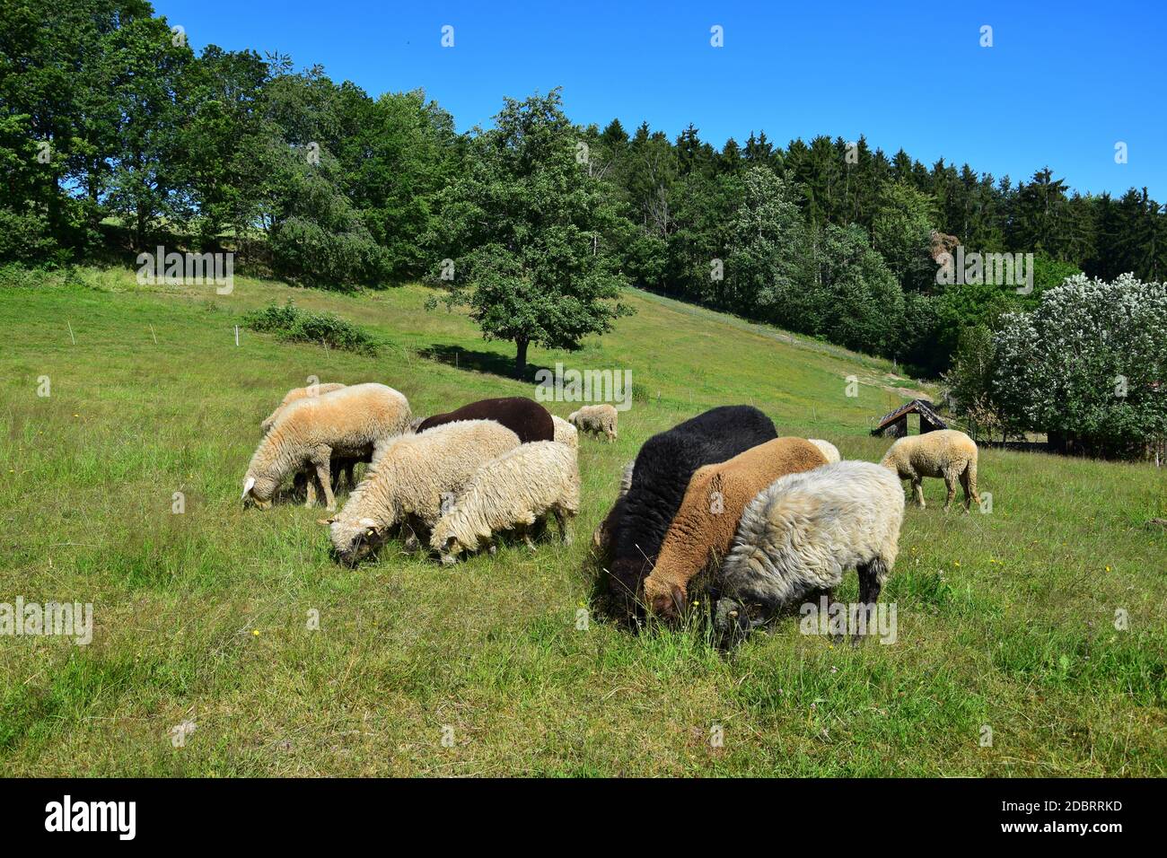 A few sheep of different breeds and colors grazing in a meadow ...