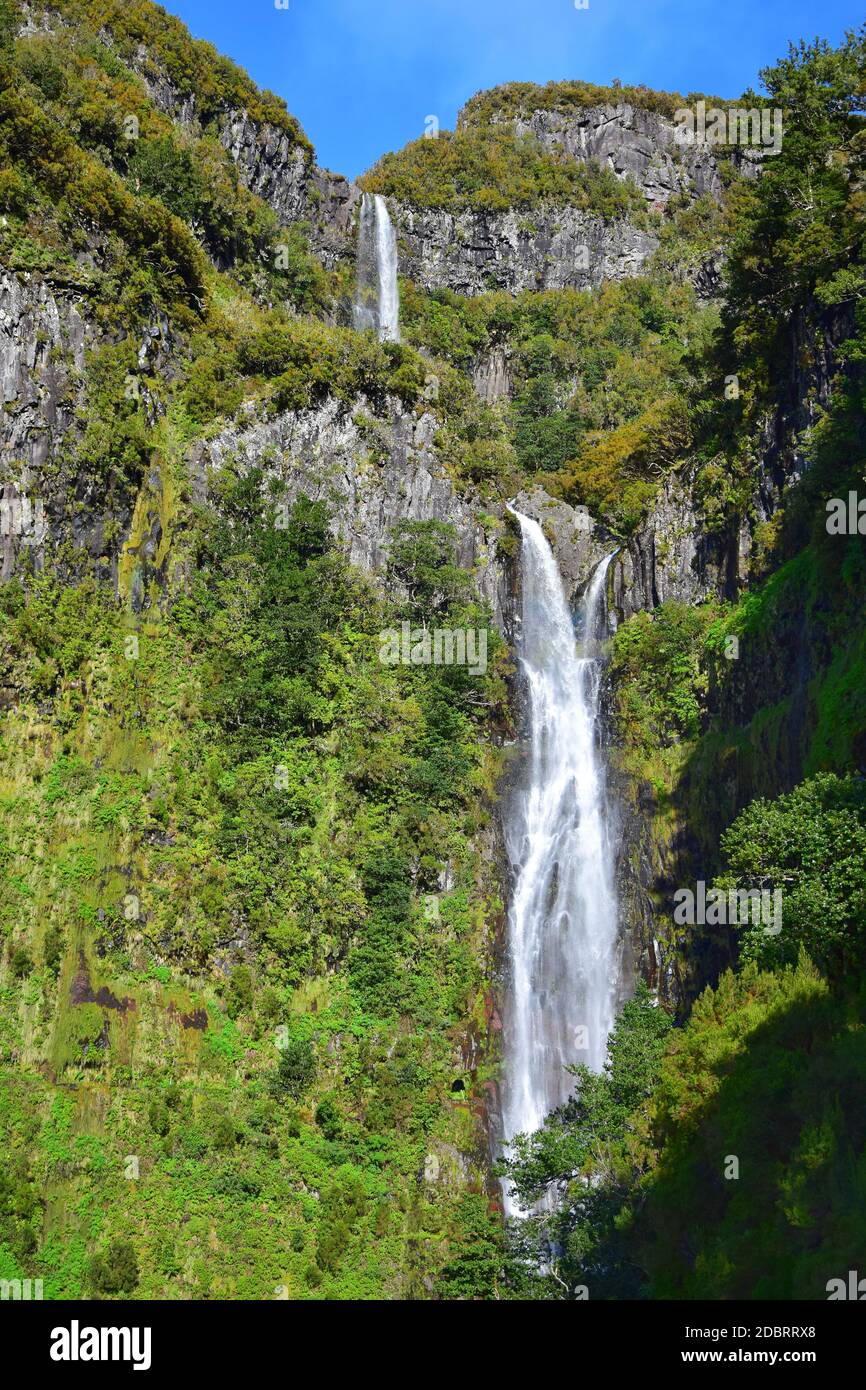 Madeiran flora hi-res stock photography and images - Alamy
