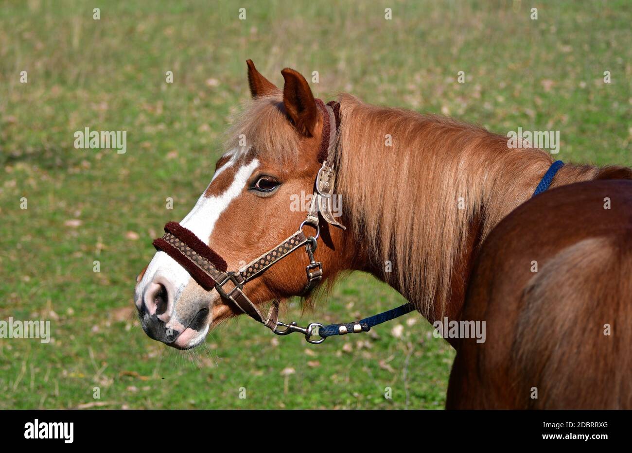 Portrait of a horse, flaxen chestnut, looking back to the photographer ...